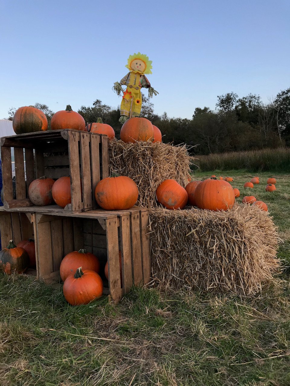 Halloween Pumpkin Patch - The Ark Open Farm