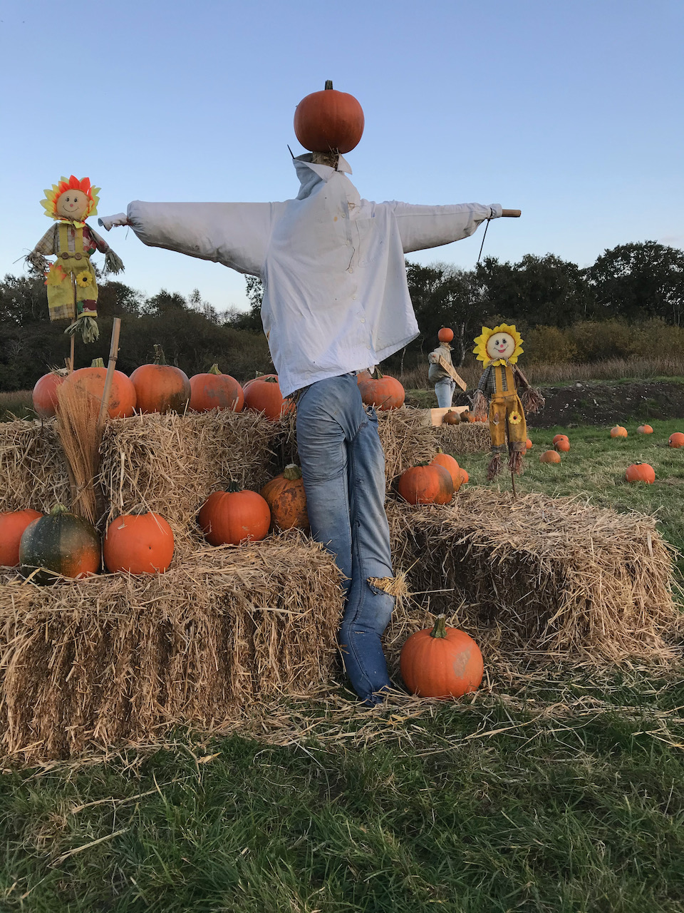 Halloween Pumpkin Patch - The Ark Open Farm
