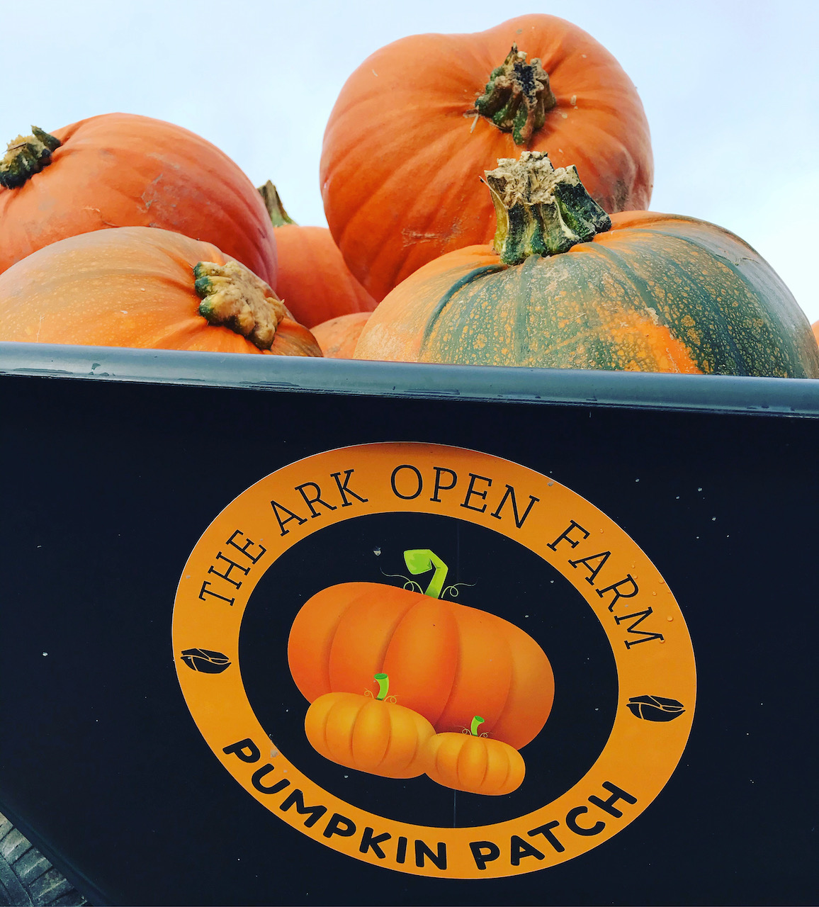 Halloween Pumpkin Patch - The Ark Open Farm