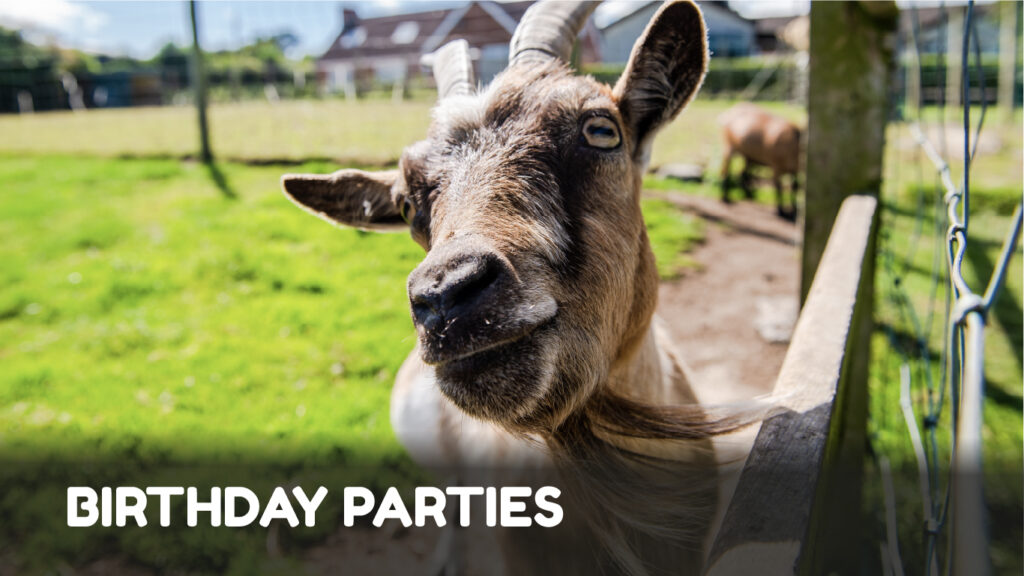 The Ark Open Farm - Fun filled family days out in Northern Ireland