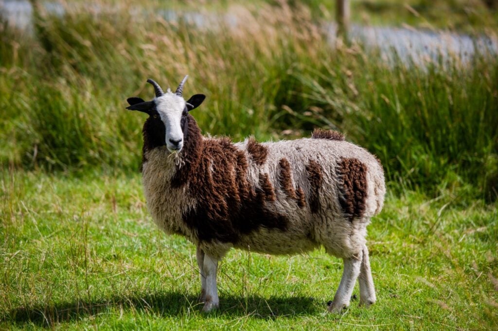Animals - The Ark Open Farm