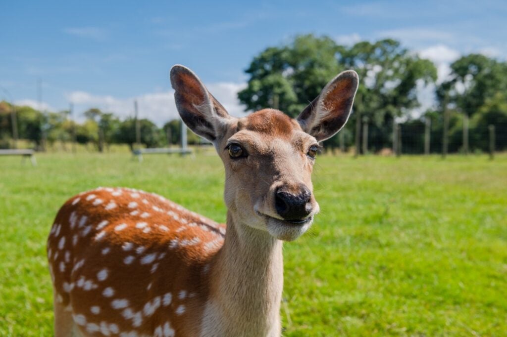 Animals - The Ark Open Farm