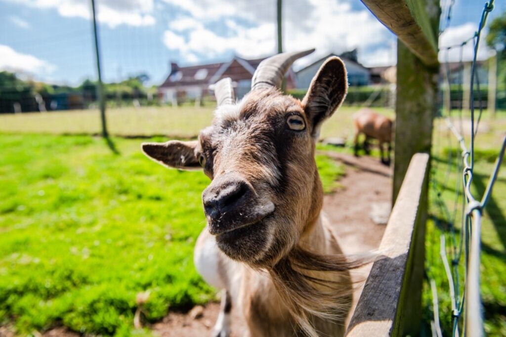 Animals - The Ark Open Farm