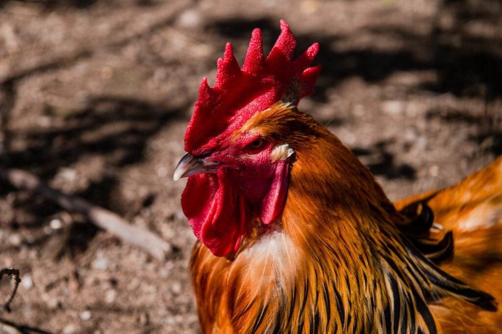 Animals - The Ark Open Farm