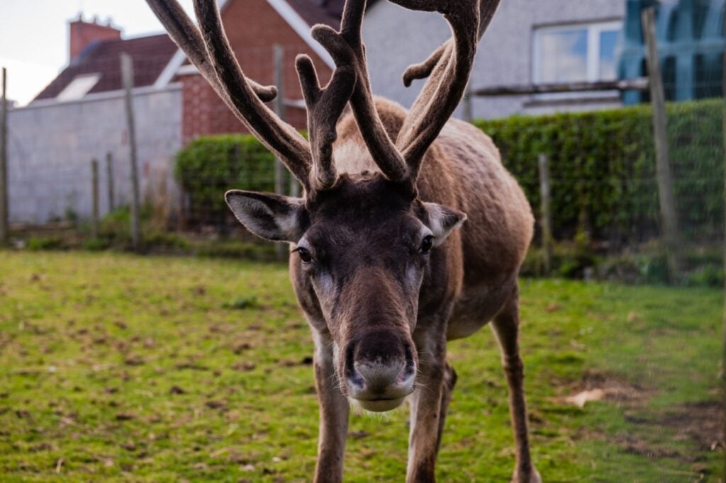 Animals - The Ark Open Farm