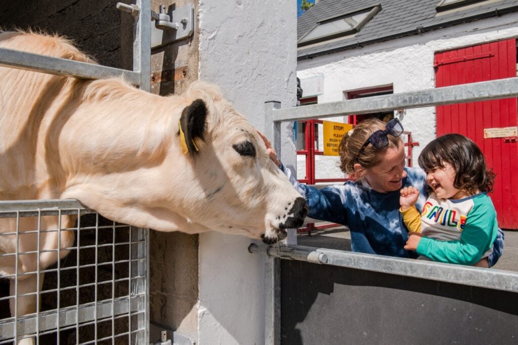 Animals - The Ark Open Farm