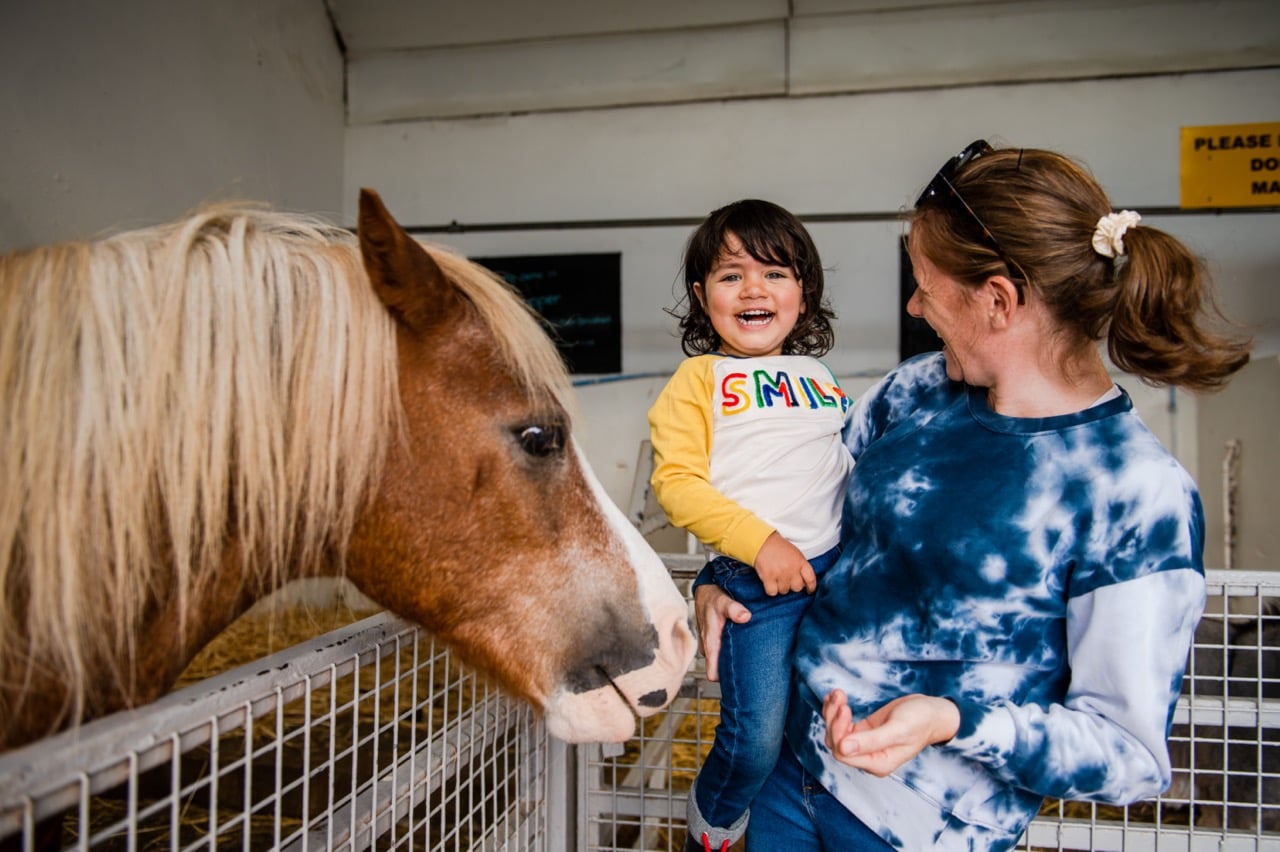 The Ark Open Farm - Fun filled family days out in Northern Ireland